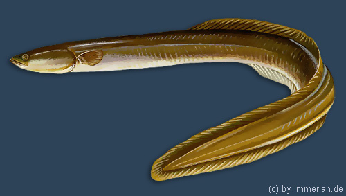 Die Fische der Immerlande