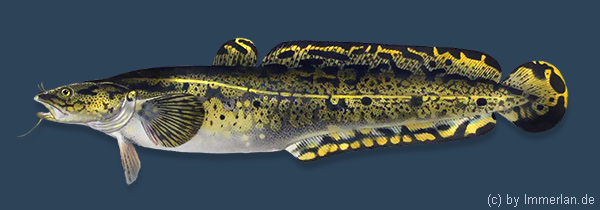 Die Fische der Immerlande