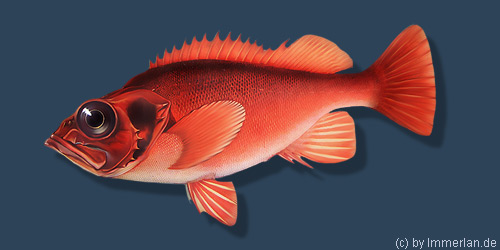 Die Fische der Immerlande