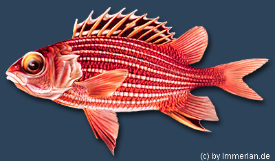 Die Fische der Immerlande