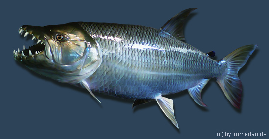 Die Fische der Immerlande