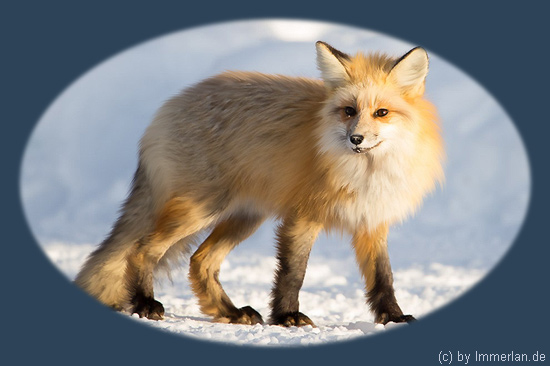 Die Füchse der Immerlande