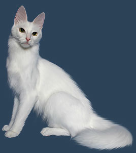 Die Hauskatzen der Immerlande