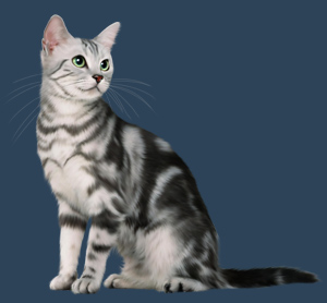 Die Hauskatzen der Immerlande