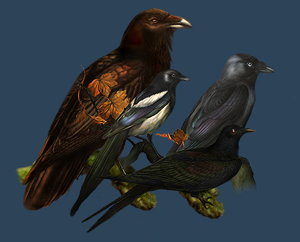 Die Vögel der Immerlande