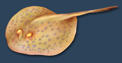 Die Fische der Immerlande