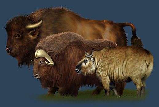 Die Wildrinder der Immerlande