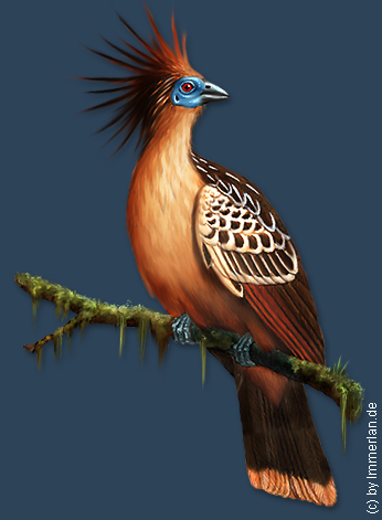 Die Vögel der Immerlande