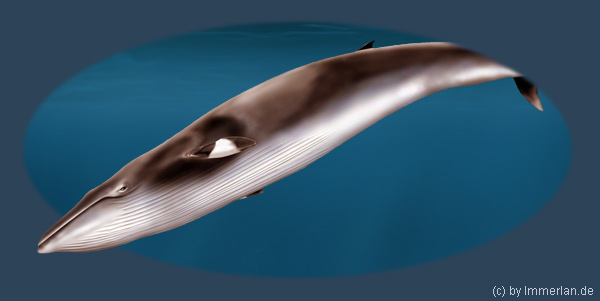 Die Farlire der Immerlande